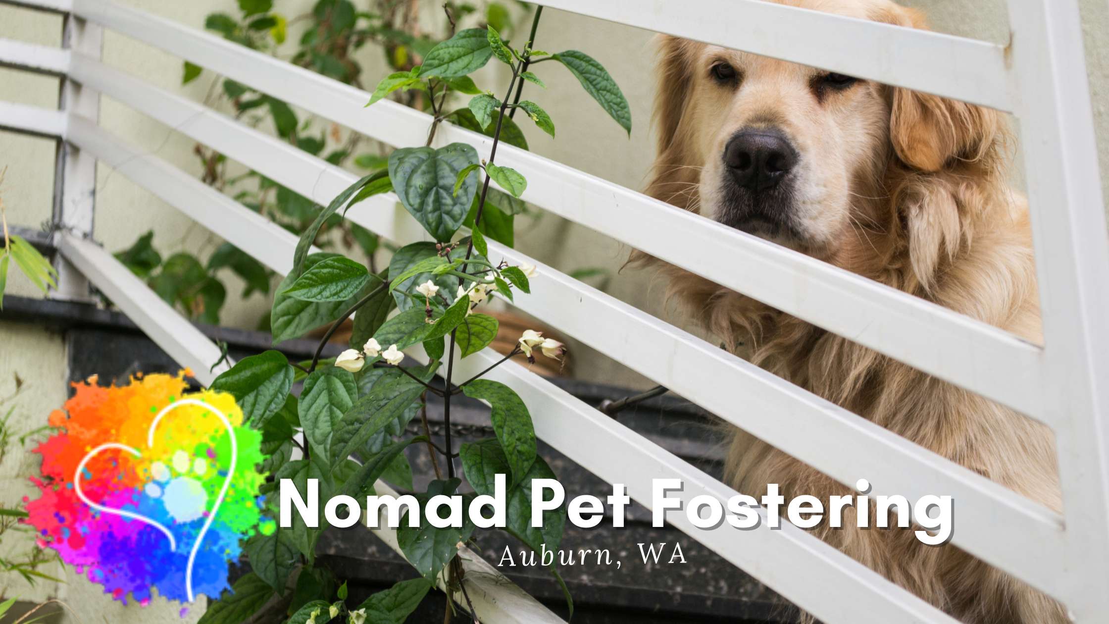 Nomad Pet Fostering Aims to Keep Pets and Owners Together - Auburn Examiner