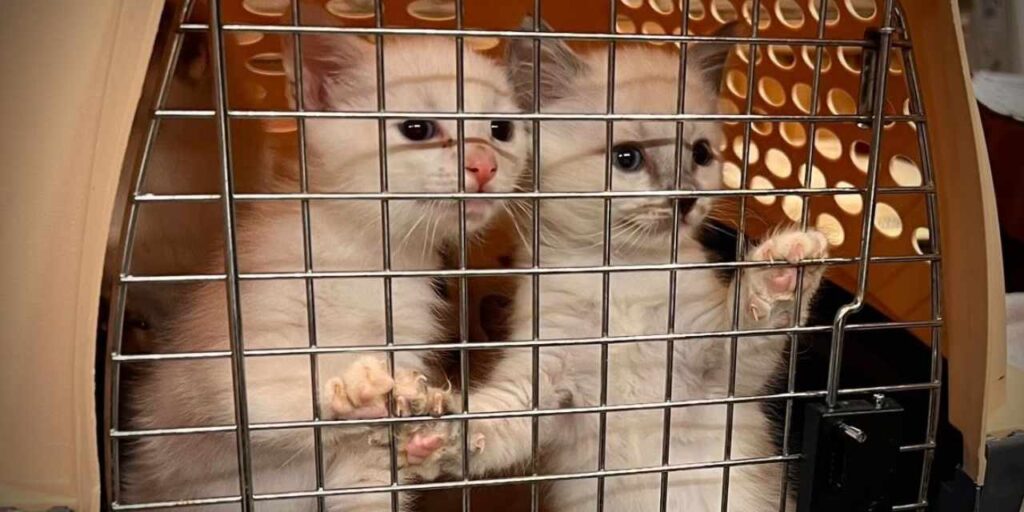 multi agency animal rescue Washington Archives - Auburn Examiner